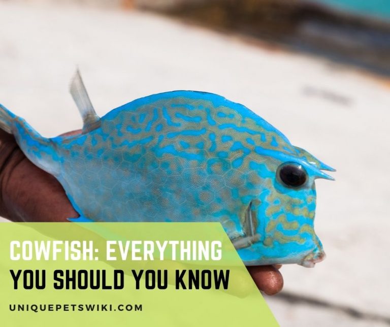 CowFish: Everything You Should Know