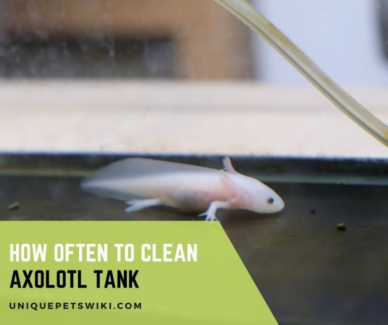 How often to Clean Axolotl Tank?