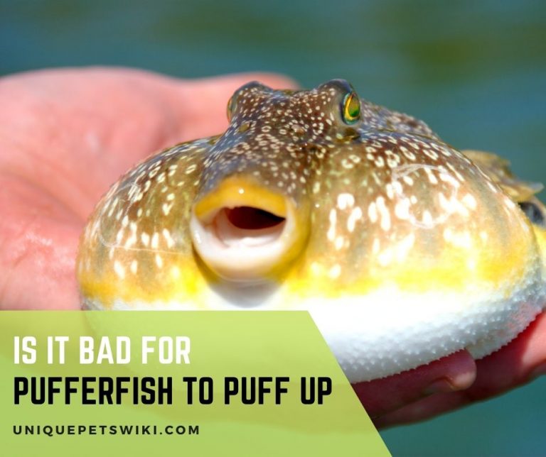 Is it Bad for Pufferfish to Puff Up