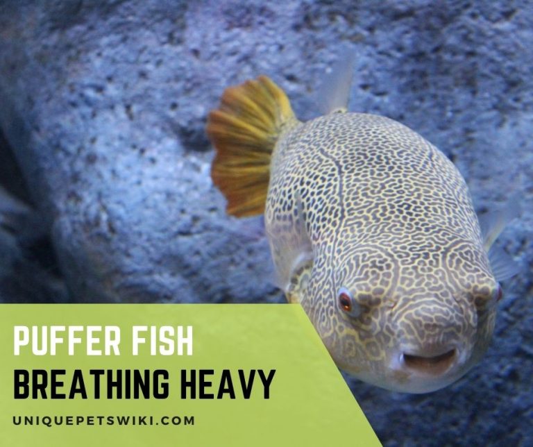 Troubleshooting Heavy Breathing in Puffer Fish: Causes and Solutions