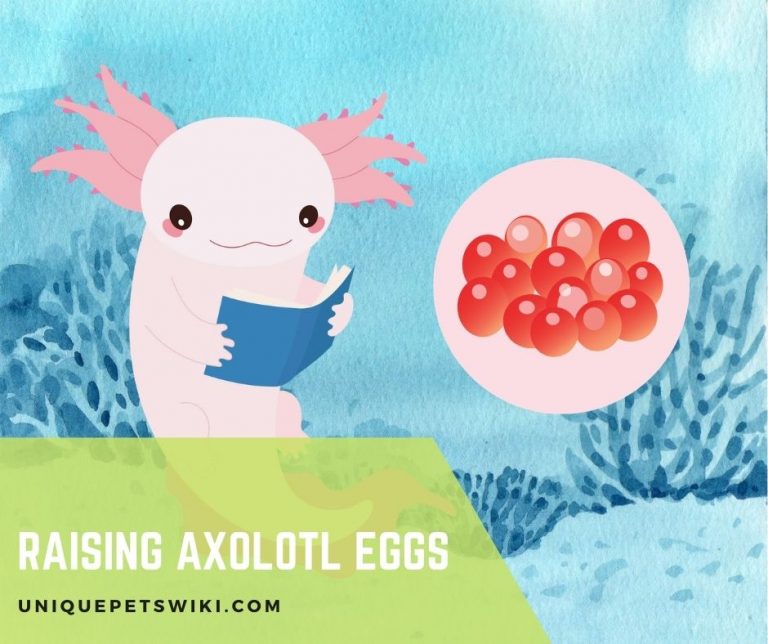 Raising Axolotl Eggs: Complete Guide for Beginners