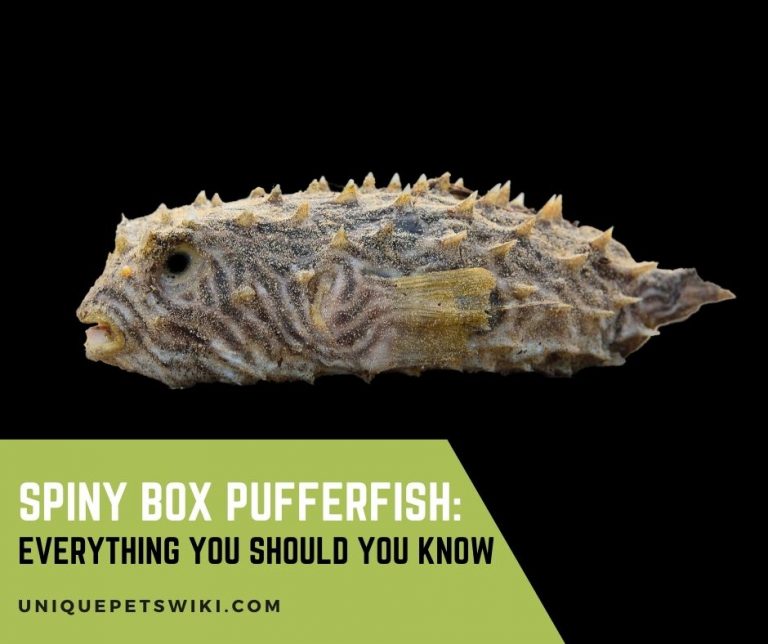 Spiny Box Puffer Fish: Everything You Should You Know