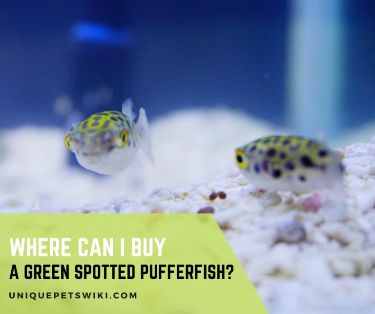 Where Can I Buy A Green Spotted Puffer Fish?