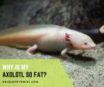 Why Is My Axolotl So Fat?
