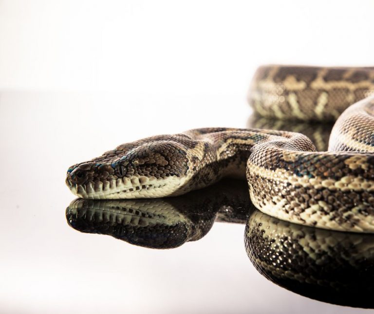 How Long Does It Take a Ball Python to Digest?