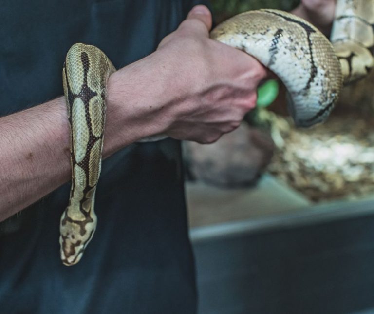 How Often To Handle Ball Python