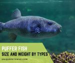 Pufferfish Size and Weight by Types