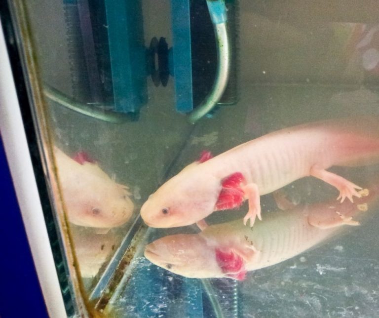 Axolotl Tank Size