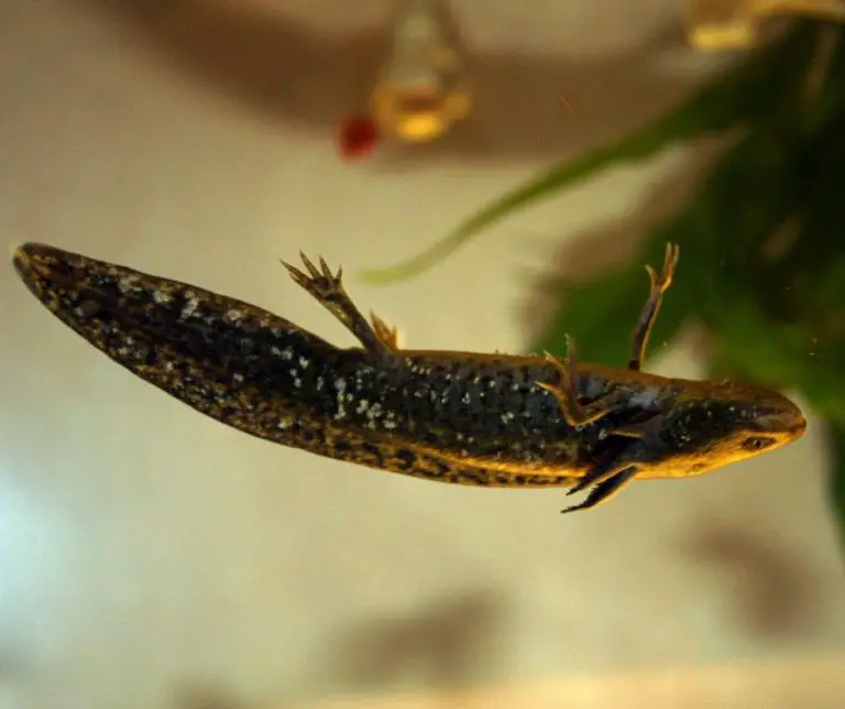 What Does it Mean When Axolotl Upside Down? What Does it Mean When Axolotl Upside Down?