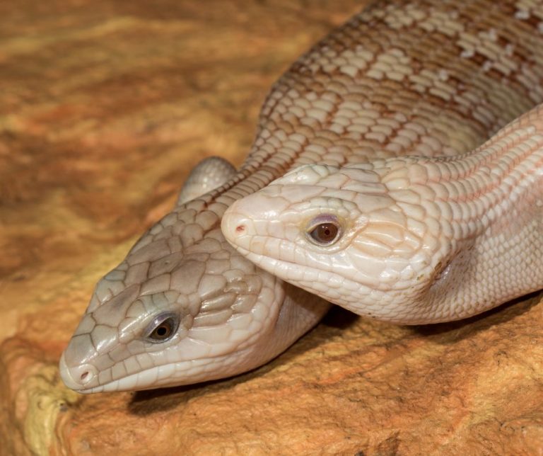 Overweight Blue Tongue Skink: Cause and How to Help Them Lose Weight