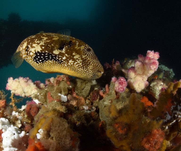 Are Puffer Fish Reef Safe? Important Facts You Should Know