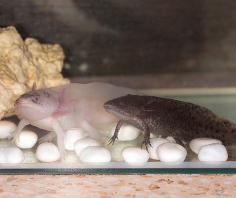 8 Axolotl Dying Signs (and Some Treatments)