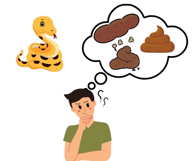 What Does Ball Python Poop Look Like? (Vet Answer)