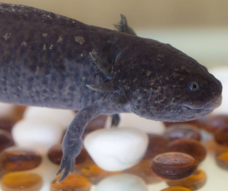 10 Axolotl Stress Signs