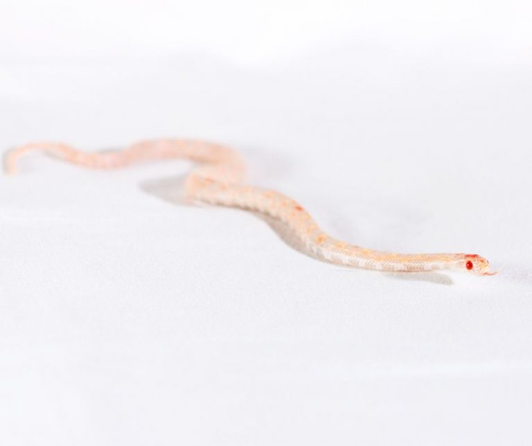 How To Find a Lost Baby Corn Snake