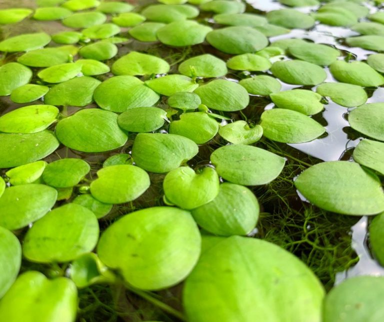 20 Best Plants for Axolotl