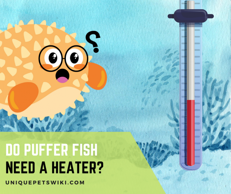 Do Puffer Fish Need a Heater?