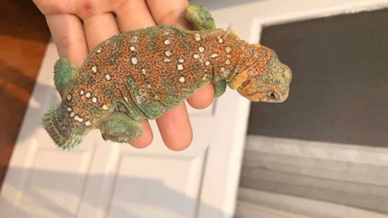 18 Uromastyx Morphs: A-Z Complete Uromastyx Types, Colors, Species