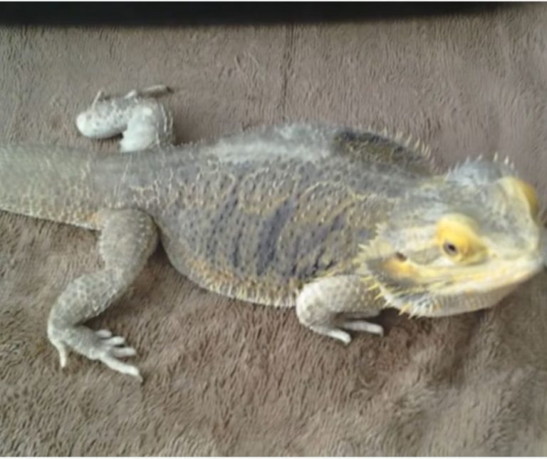 Bearded Dragon Not Moving: 10 Common Causes And How To Treat