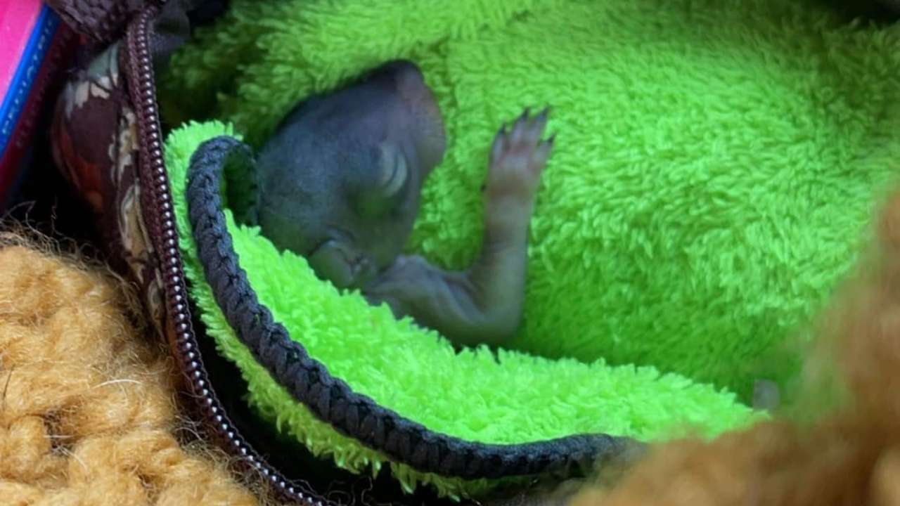 9 Signs of a Dying Squirrel (And Some Treatments from Vet)