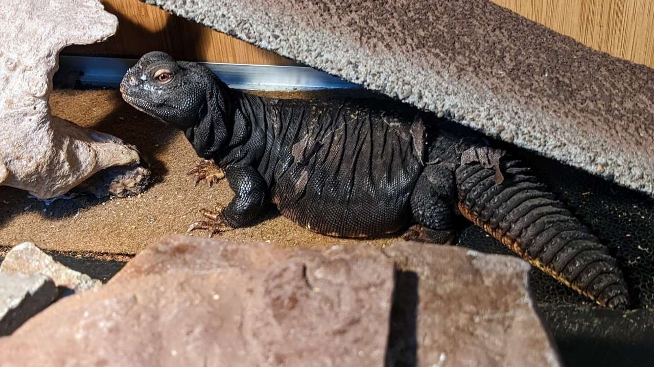 18 Uromastyx Morphs: A-Z Complete Uromastyx Types, Colors, Species