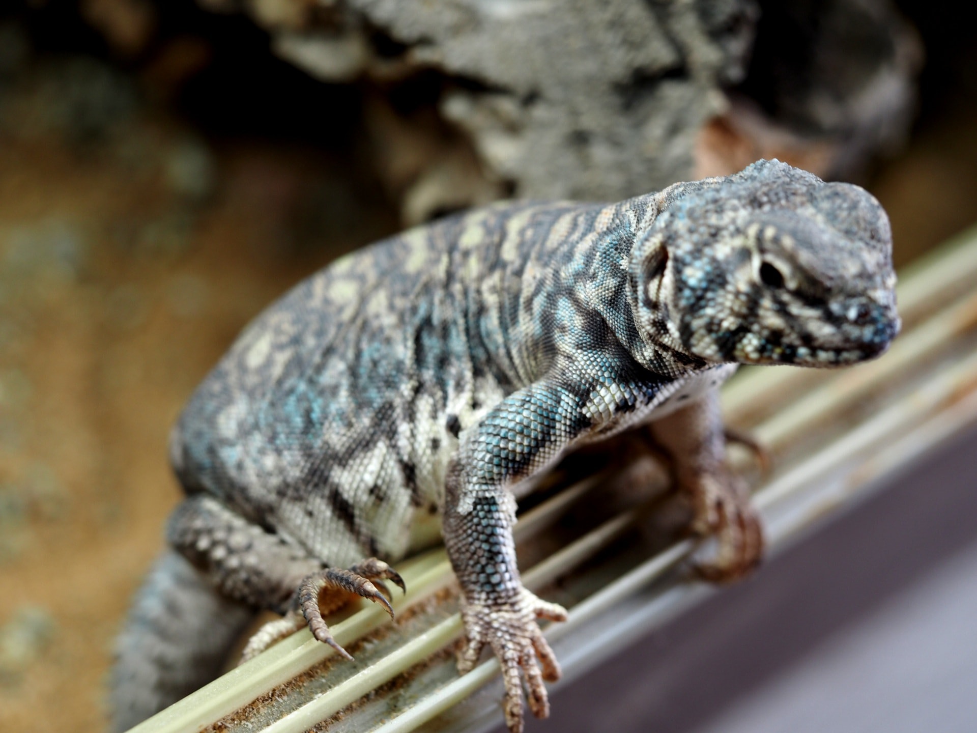 18 Uromastyx Morphs: A-Z Complete Uromastyx Types, Colors, Species