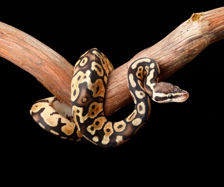 How Much Do Ball Pythons Sleep?