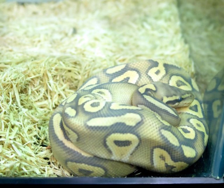 How Much Do Ball Pythons Sleep?
