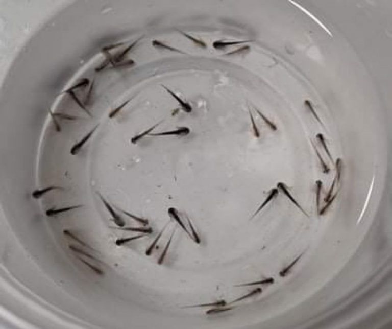 Axolotl Babies Hatching: Complete Guide