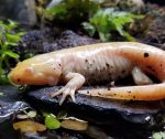 Axolotl Morphing: Signs, Cause and Tips to Care for Them