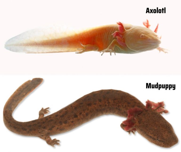 Are Mudpuppies Axolotls?