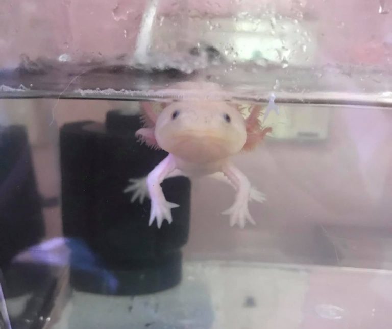 How to Care for A Baby Axolotl? (Setup, Food, Health Issues)