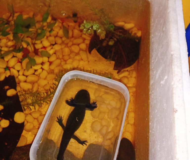 How to Care for A Baby Axolotl? (Setup, Food, Health Issues)