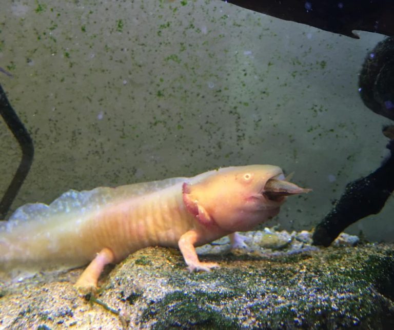 Axolotl Eating Fish: 5 Things You Should Know