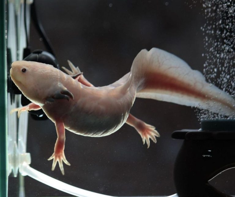 How Fast Can Axolotls Swim?