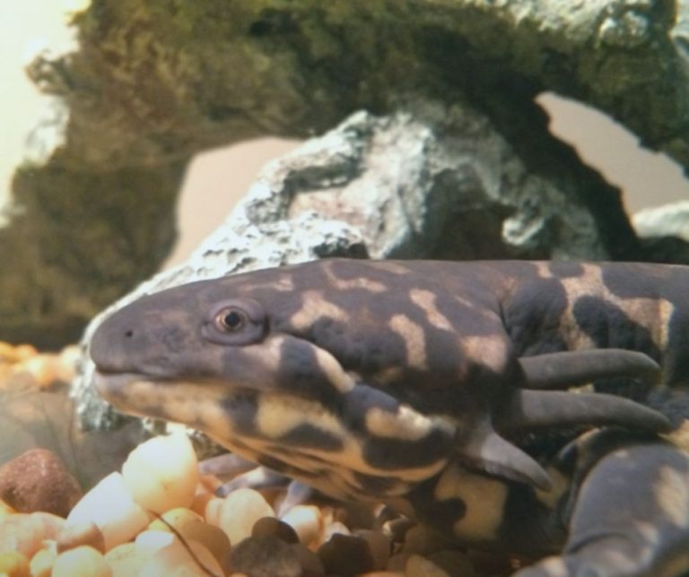 Axolotl Morphing: Signs, Cause and Tips to Care for Them