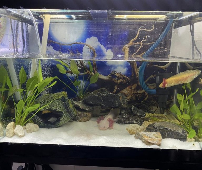 10 Steps to Setup an Axolotl Tank