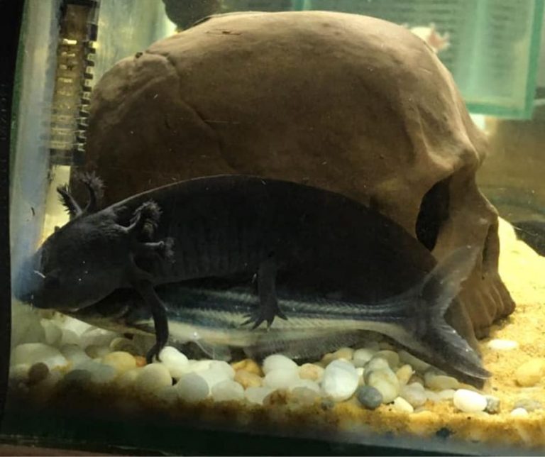 Axolotl Eating Fish: 5 Things You Should Know