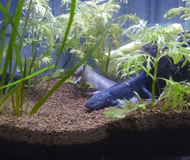 Are Axolotl Freshwater or Saltwater?
