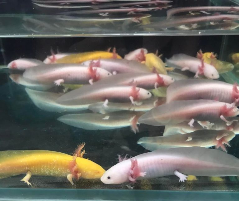 How Much Do Axolotls Cost In The UK?