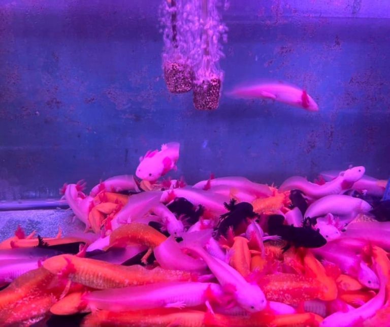 How Much Do Axolotls Cost In The UK?