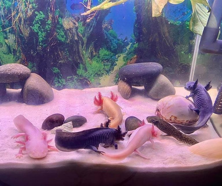16 Types of Axolotl from Common to Rarest