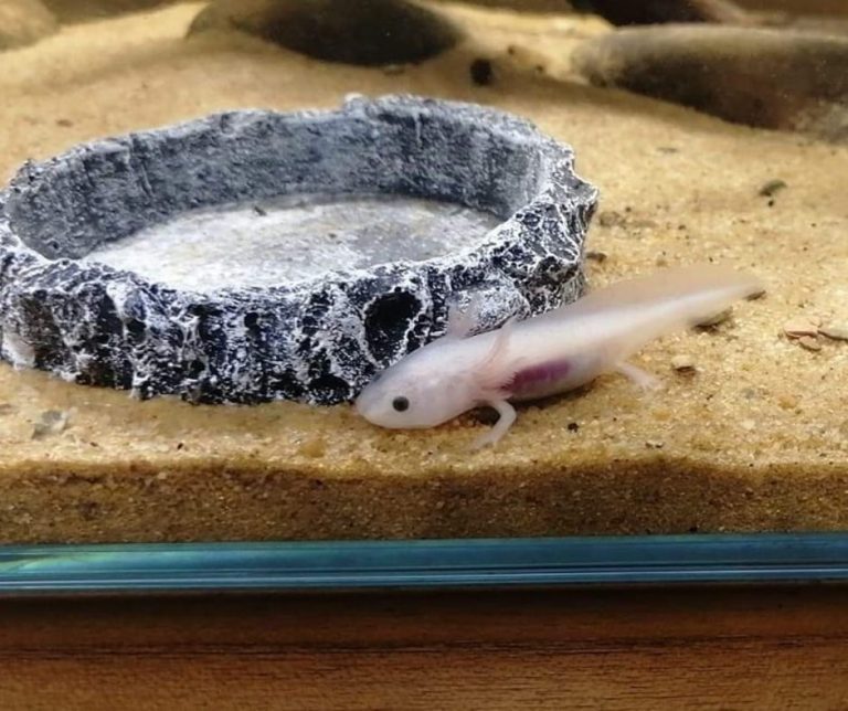 How to Care for A Baby Axolotl? (Setup, Food, Health Issues)