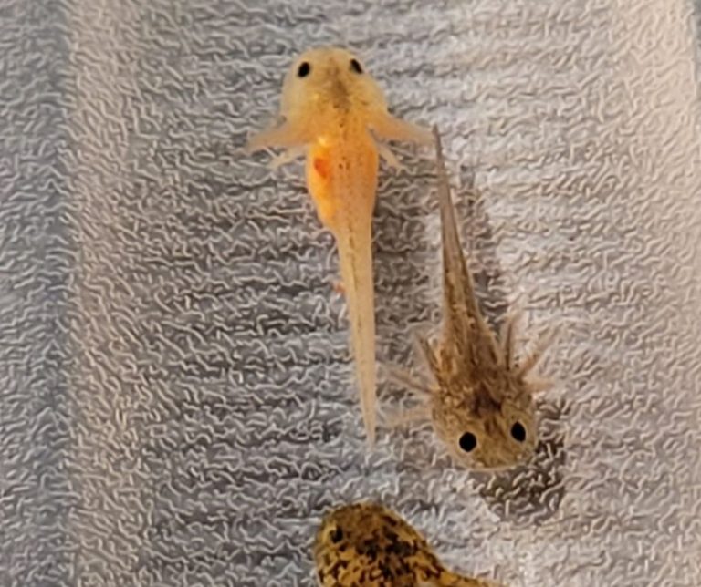 10+ Interesting Facts About Axolotls