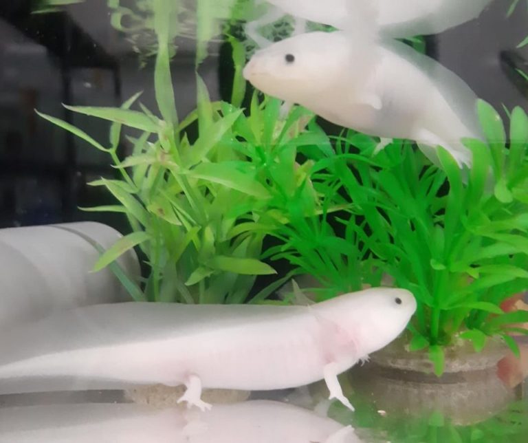 How to Care for A Baby Axolotl? (Setup, Food, Health Issues)