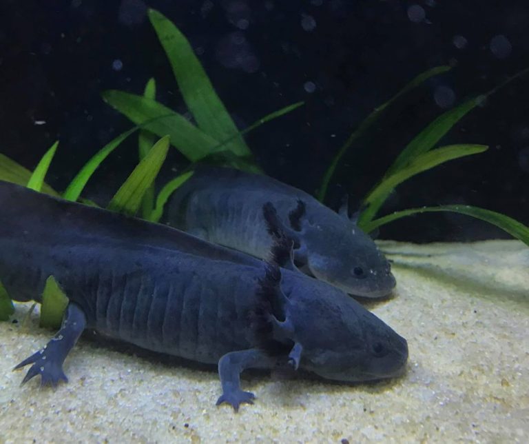 16 Types of Axolotl from Common to Rarest