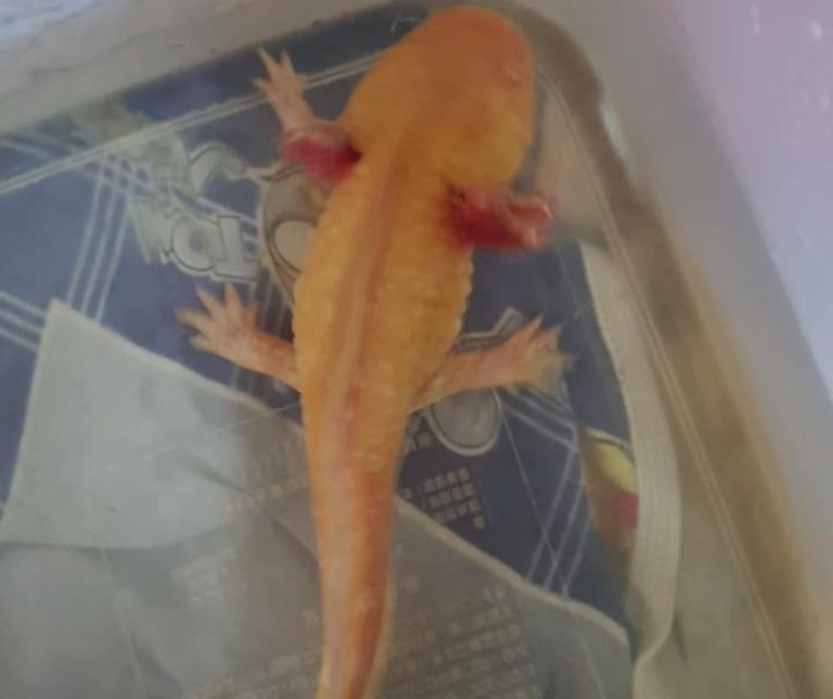 Bloating In Your Axolotl: Everything You Need to Know