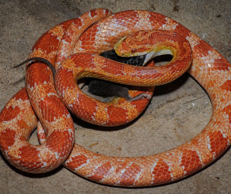 Do Corn Snakes Constrict?