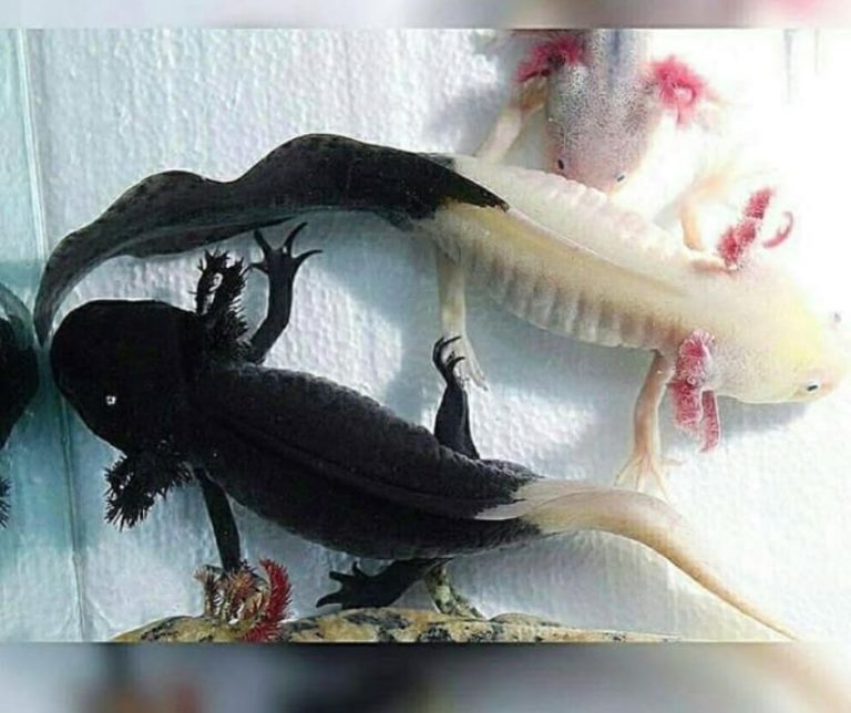 16 Types of Axolotl from Common to Rarest