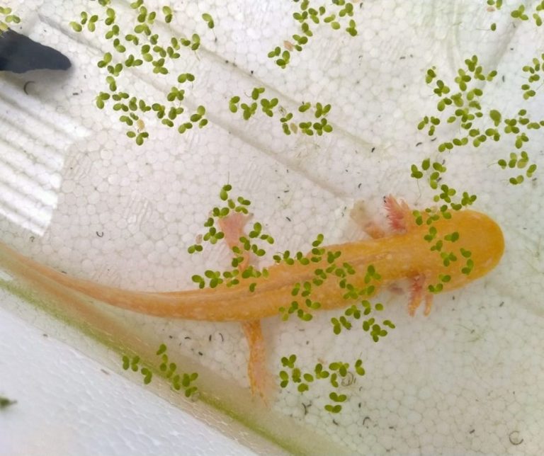 16 Types of Axolotl from Common to Rarest